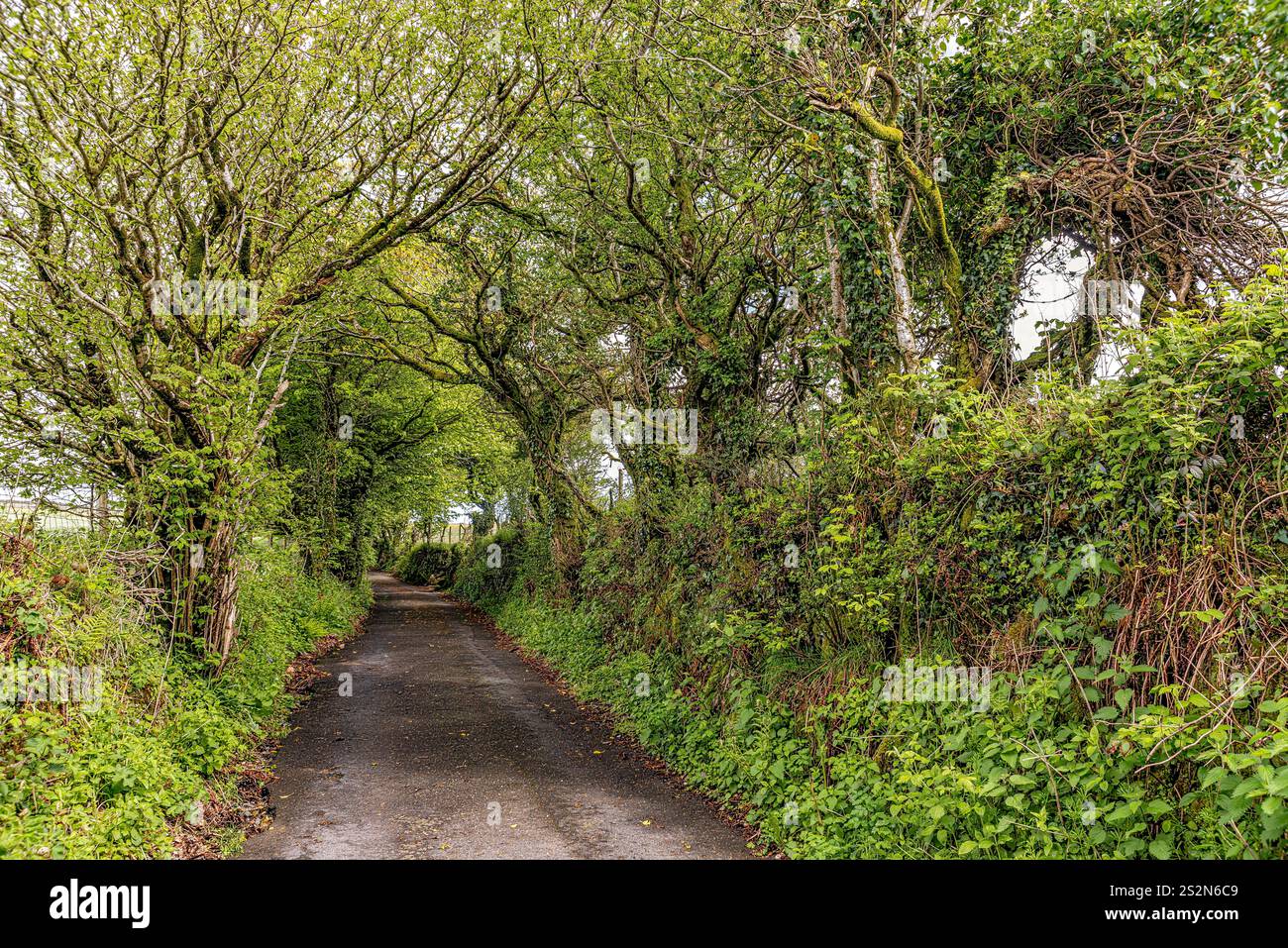 Tree lined street of deciduous trees in spring at Dartmoor National ...