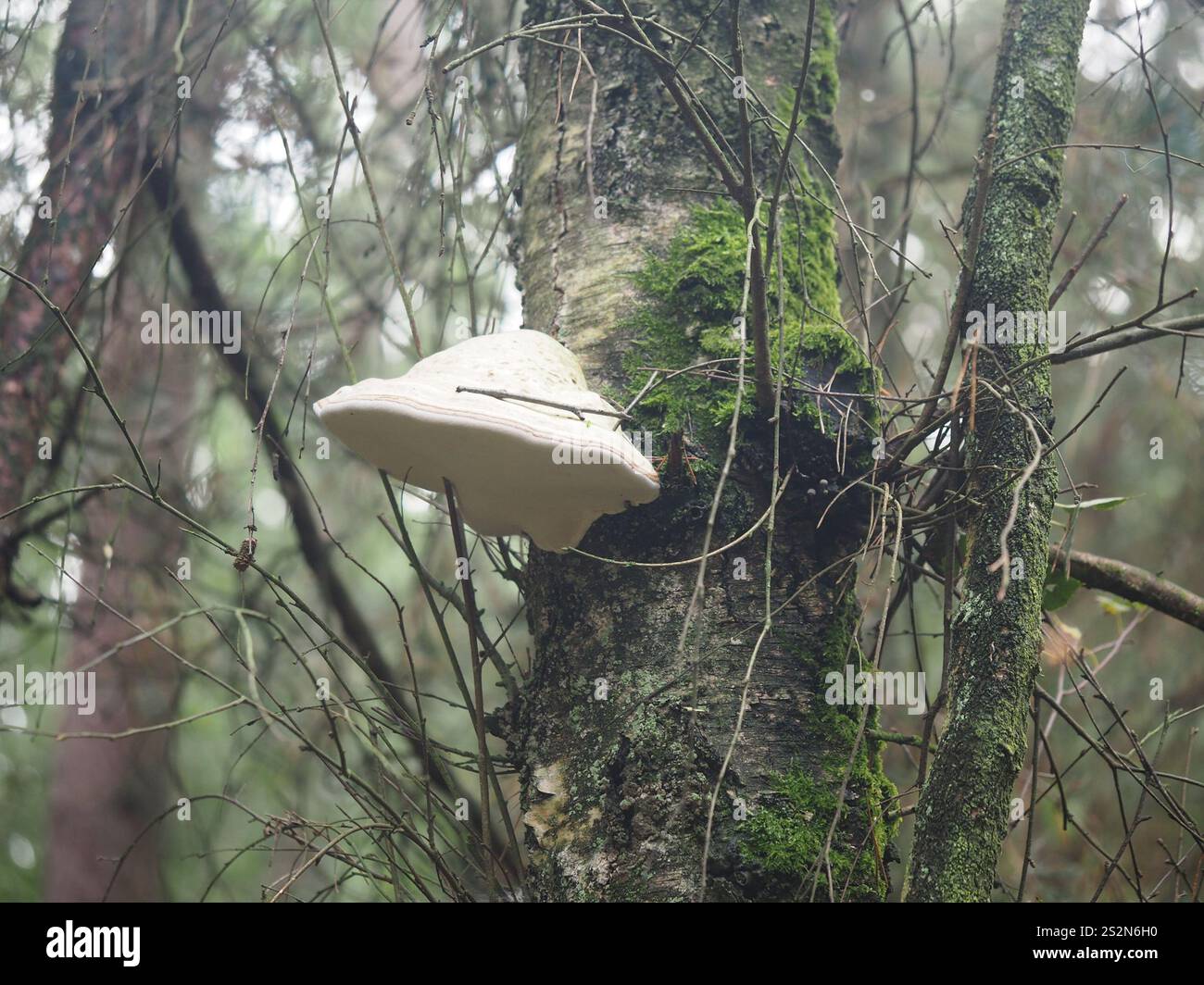 Hoof Fungus (Fomes fomentarius Stock Photo - Alamy