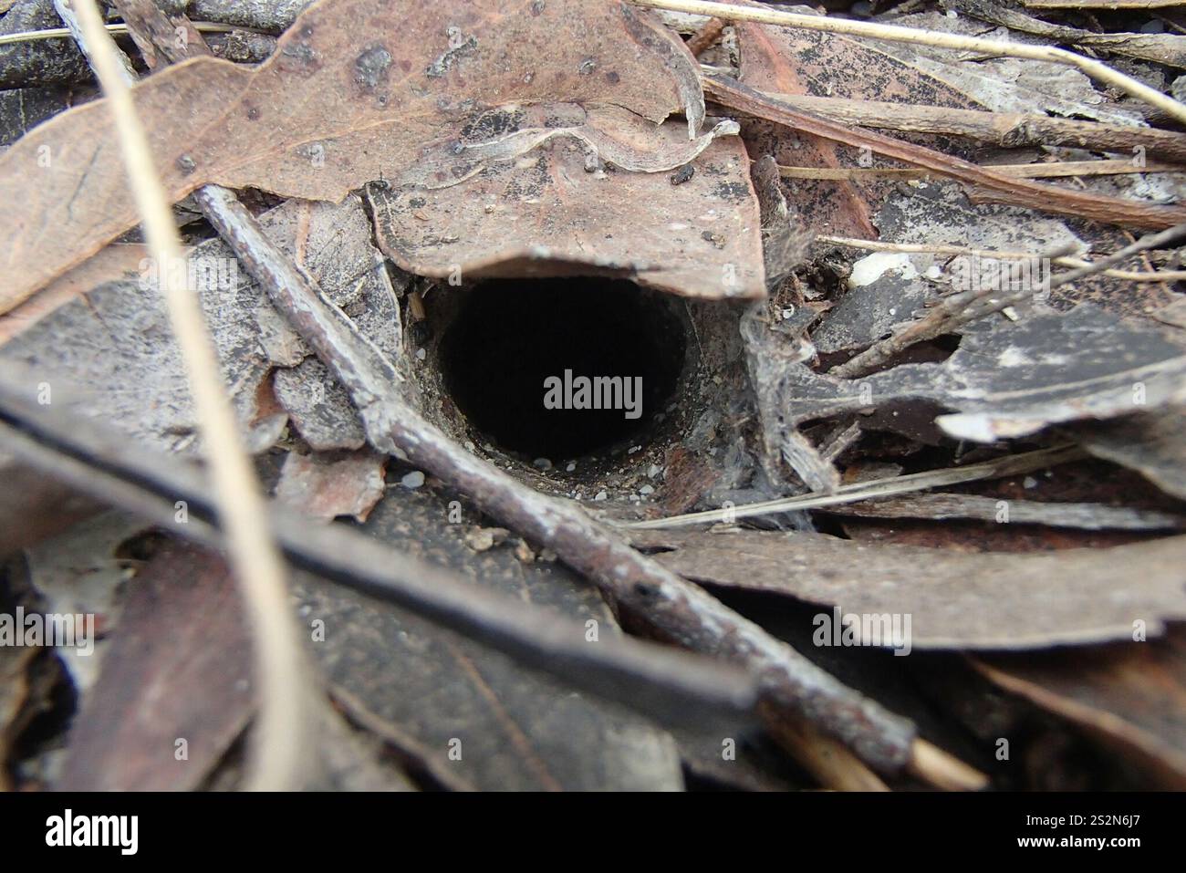 Brown Trapdoor Spiders (Arbanitis Stock Photo - Alamy