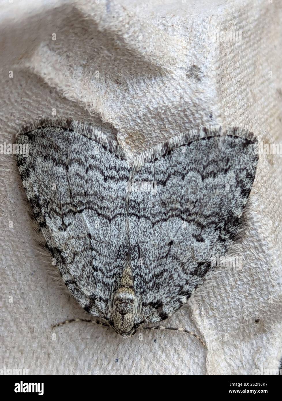 November Moth (Epirrita dilutata Stock Photo - Alamy