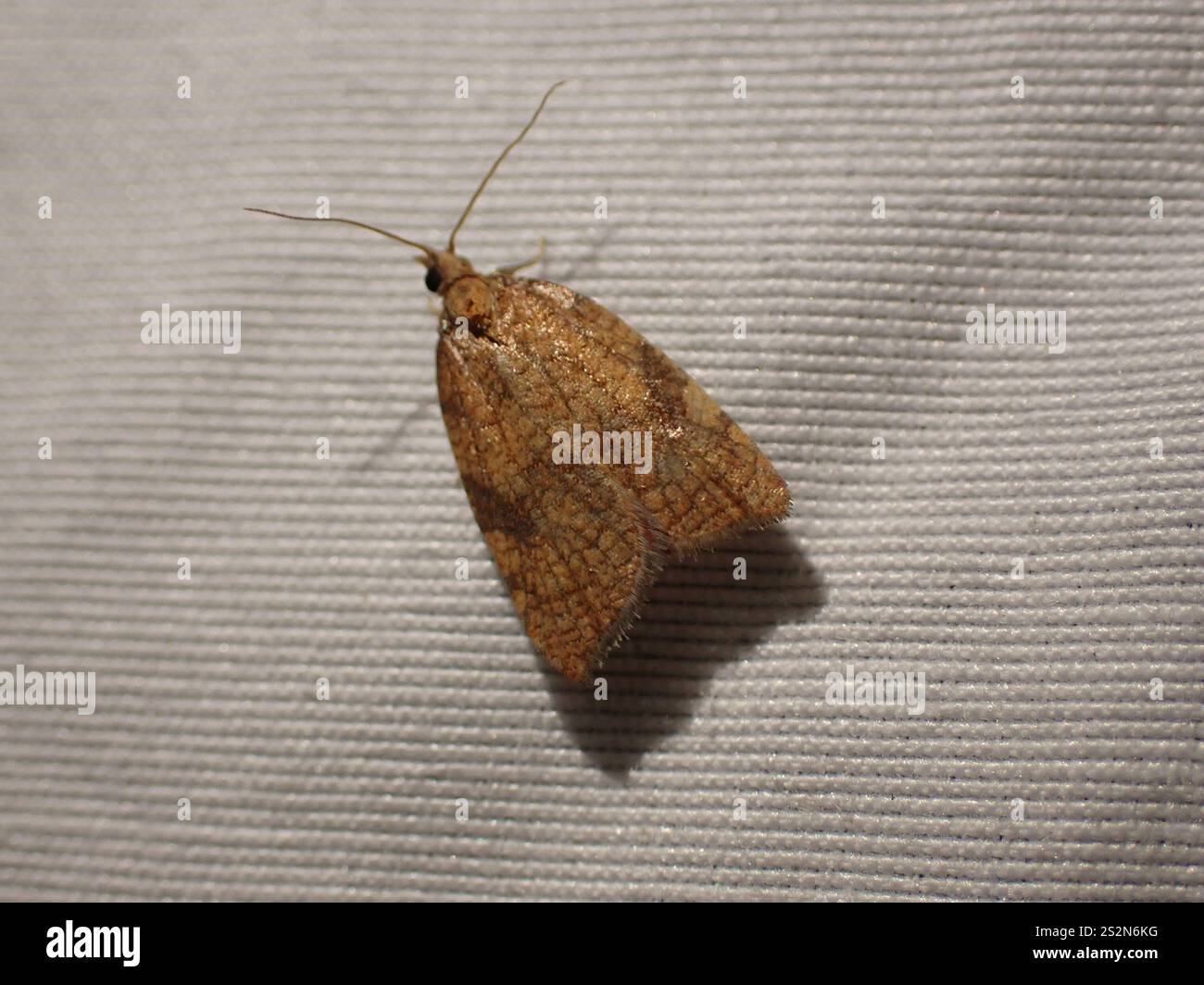 Rhomboid Tortrix (Acleris rhombana Stock Photo - Alamy