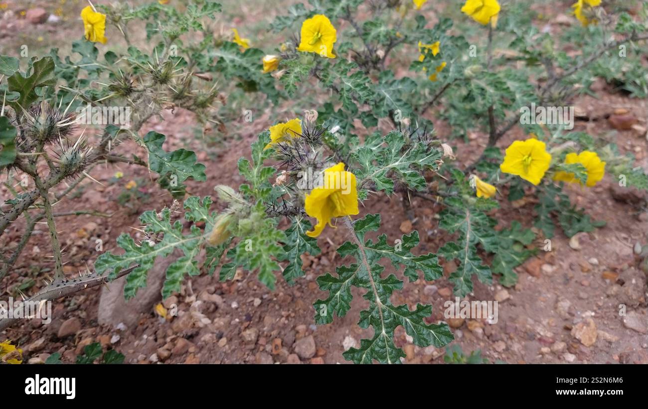 buffalo-bur (Solanum rostratum Stock Photo - Alamy
