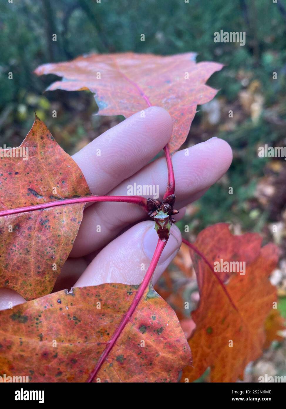 Red-cross Shield Bug (Elasmostethus cruciatus Stock Photo - Alamy