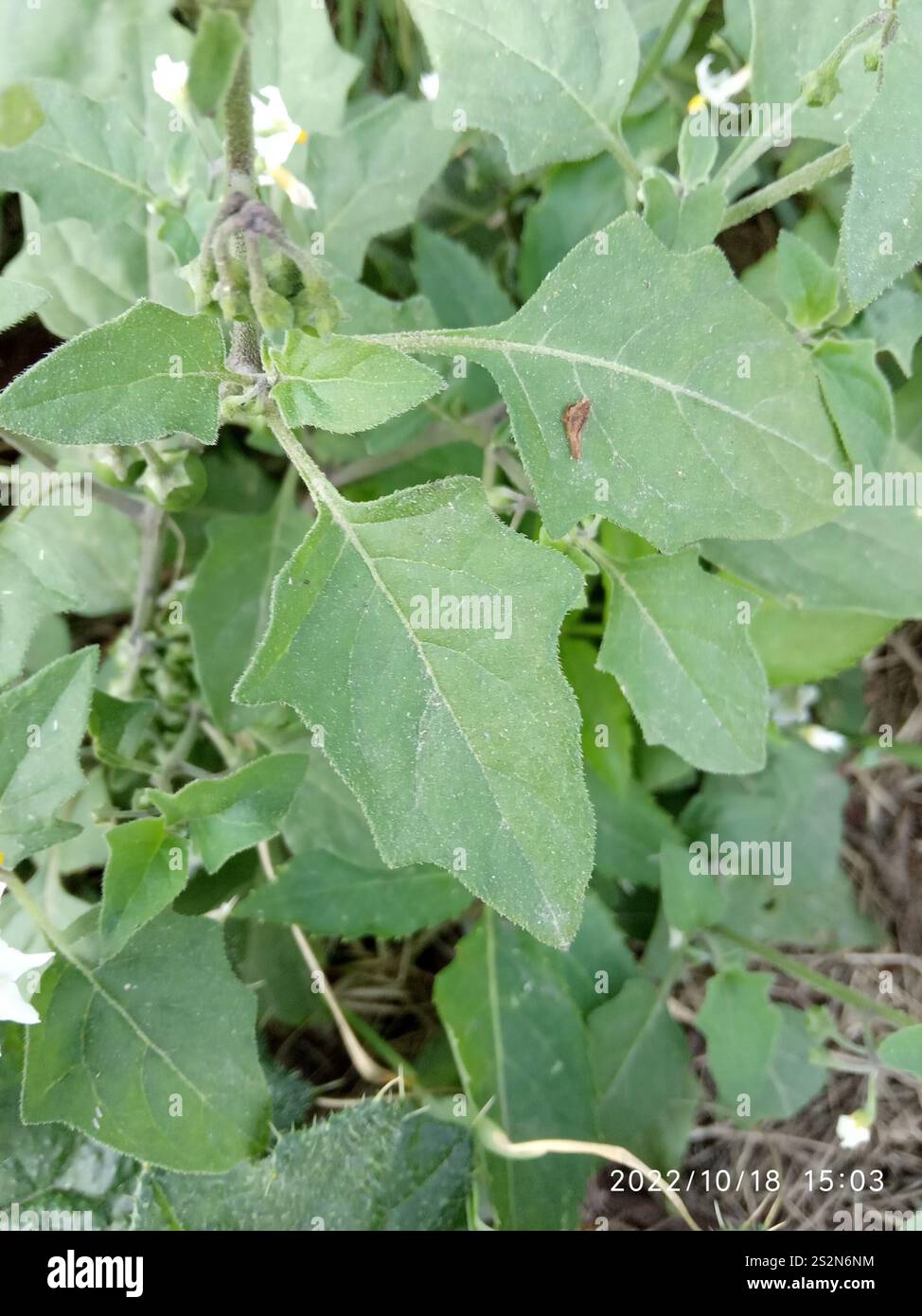 Black Nightshade Complex (Solanum nigrum Stock Photo - Alamy