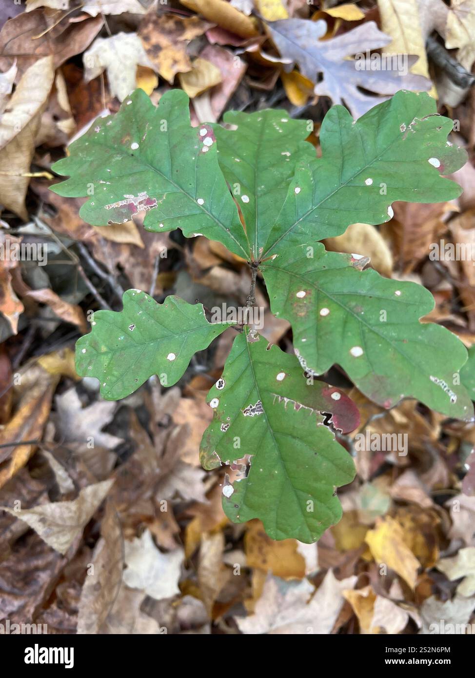 white oak (Quercus alba Stock Photo - Alamy