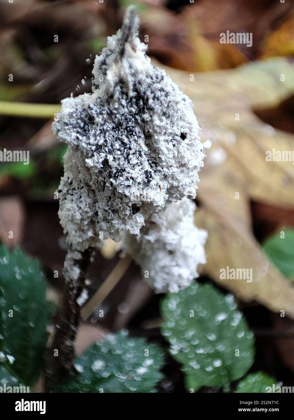 Dog Sick Slime Mould (Didymium spongiosum Stock Photo - Alamy