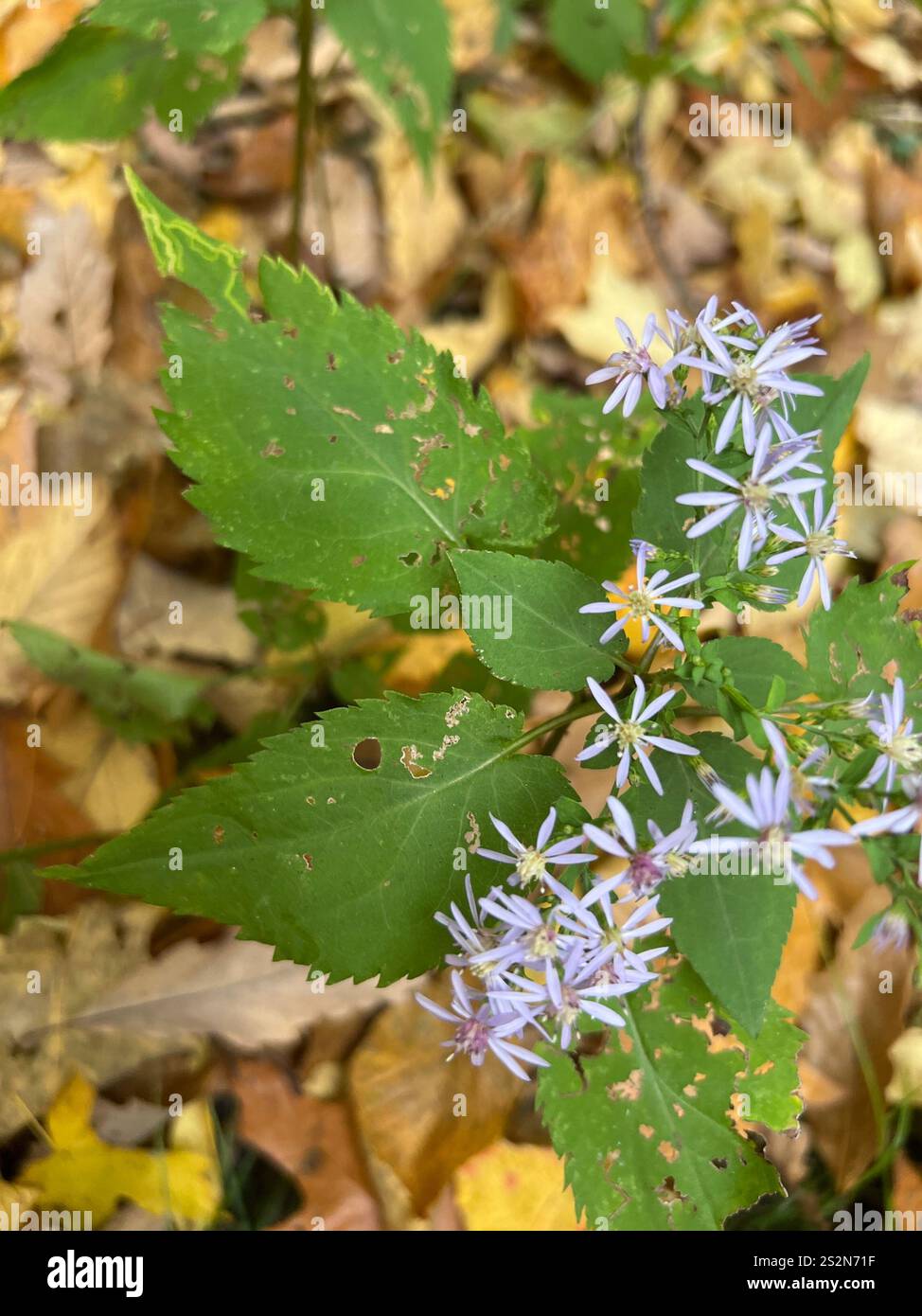 Common Blue Wood Aster (Symphyotrichum cordifolium Stock Photo - Alamy