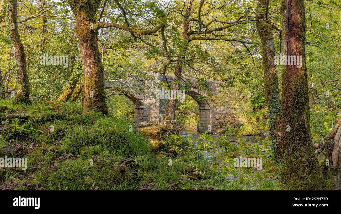 Riverside oak forest at the Steps Bridge, Dunsford Dartmoor National ...