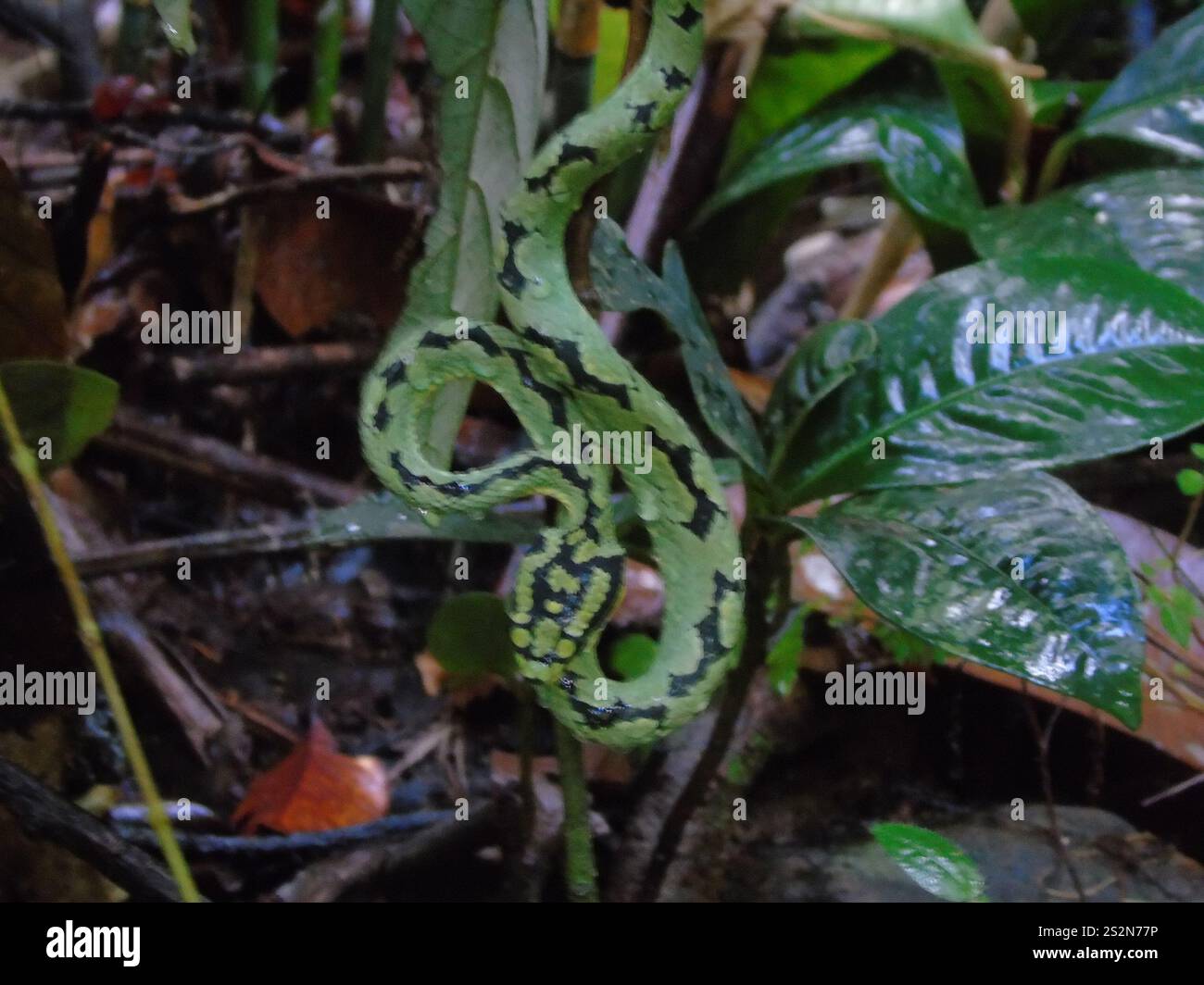 Sri Lankan Green Pit Viper (Craspedocephalus trigonocephalus Stock ...