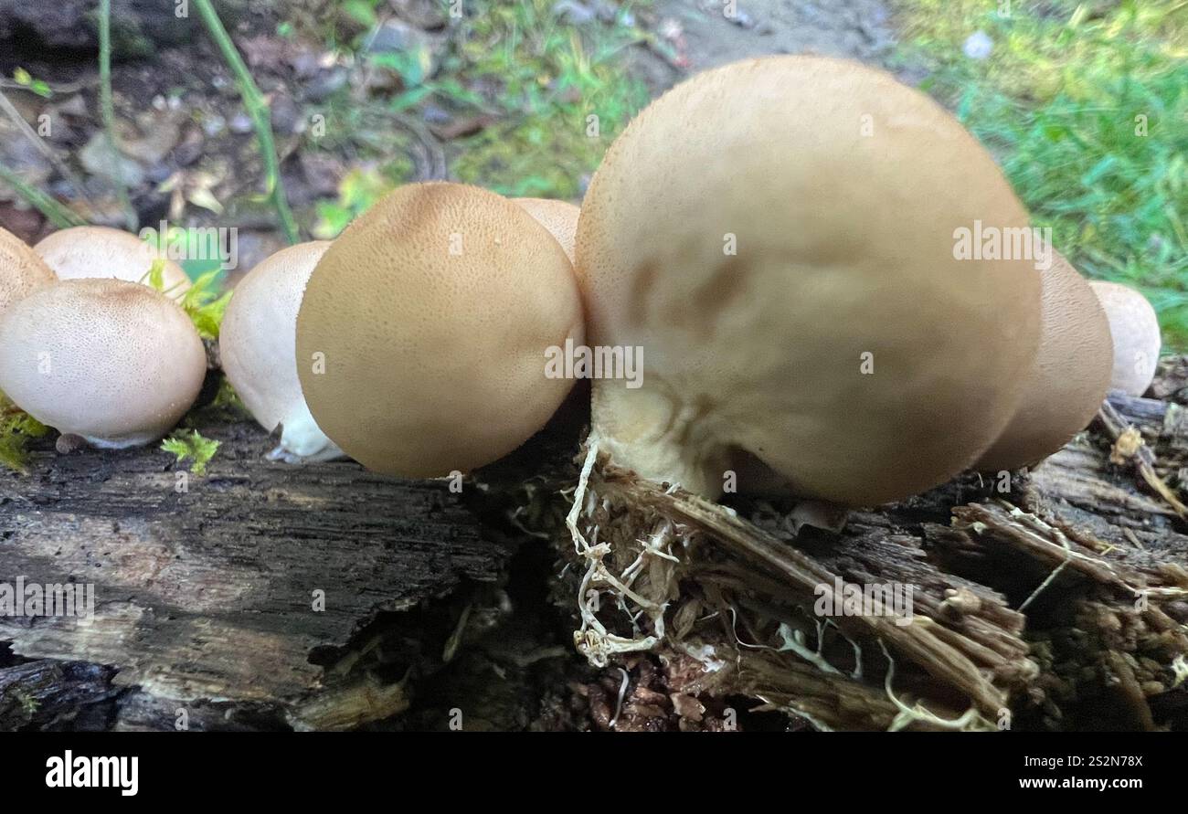Pear-shaped Puffball (Apioperdon pyriforme Stock Photo - Alamy