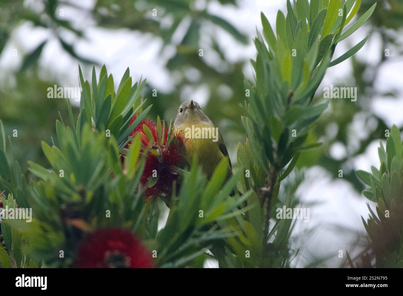 Calaveras Warbler (Leiothlypis ruficapilla ridgwayi Stock Photo - Alamy