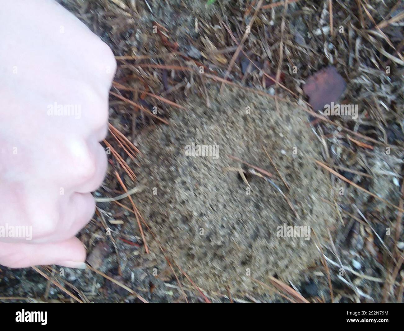 Buren's Pyramid Ant (Dorymyrmex bureni Stock Photo - Alamy