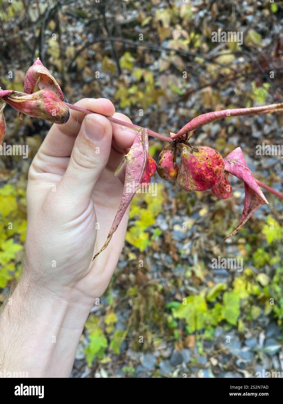 Sumac Gall Aphid (Melaphis rhois Stock Photo - Alamy