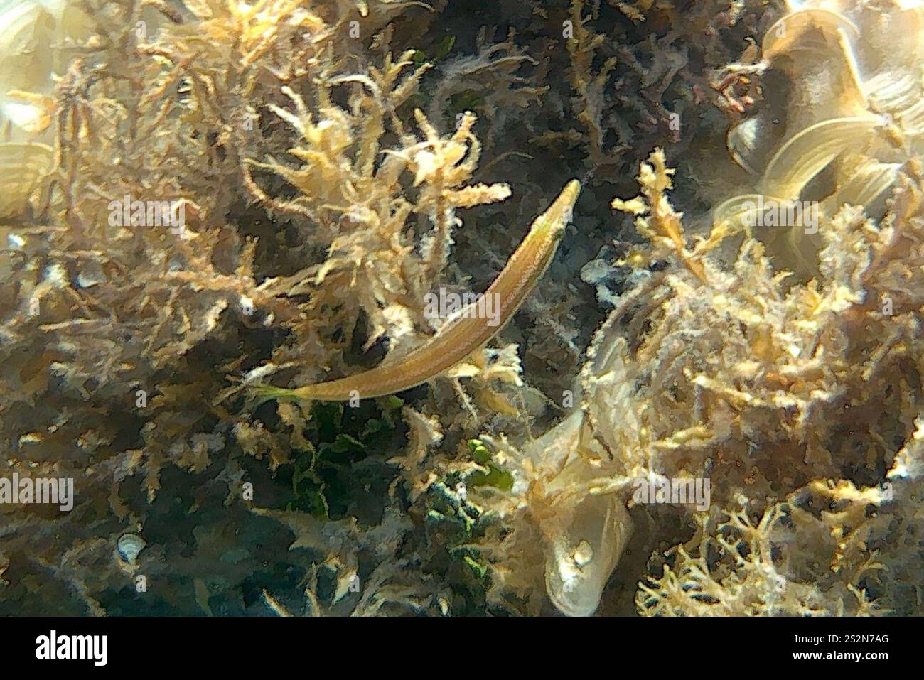 Cigar Wrasse (Cheilio inermis Stock Photo - Alamy