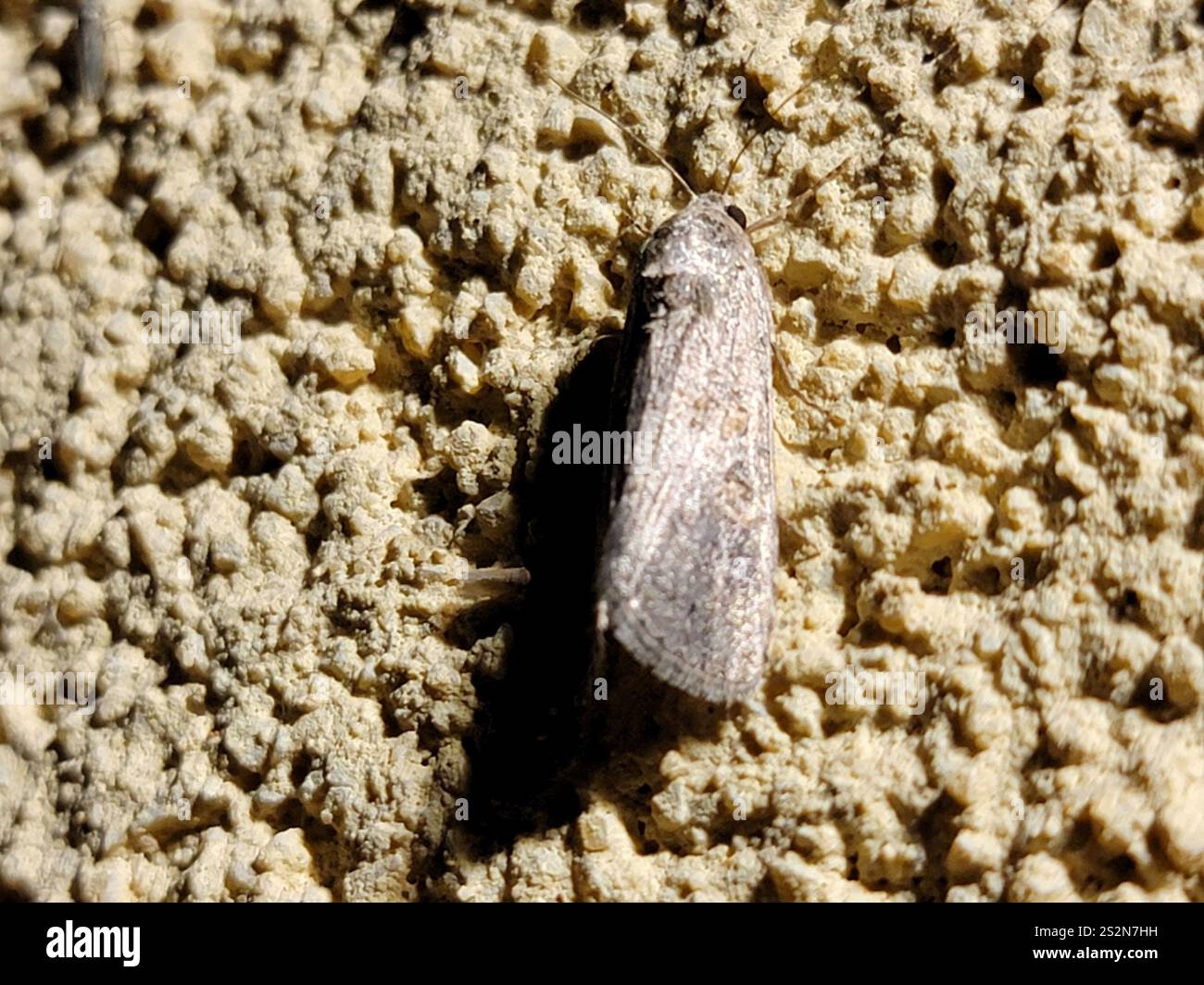 Beet Armyworm Moth (Spodoptera exigua Stock Photo - Alamy