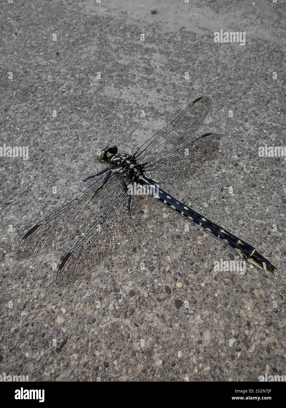 Arrow clubtail hi-res stock photography and images - Alamy