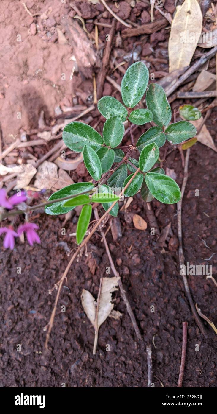 creeping beggarweed (Desmodium incanum Stock Photo - Alamy