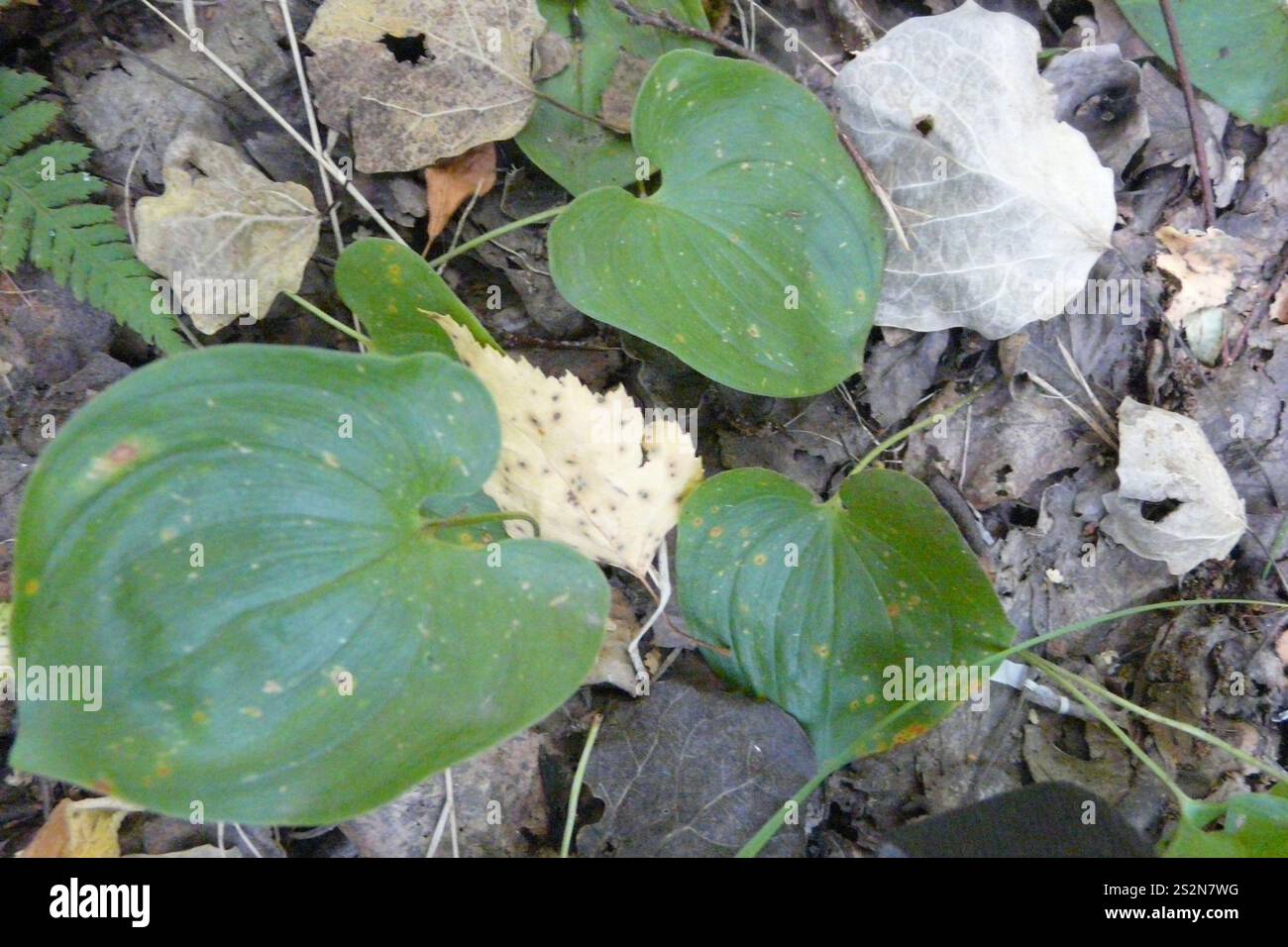 May Lily (Maianthemum bifolium Stock Photo - Alamy