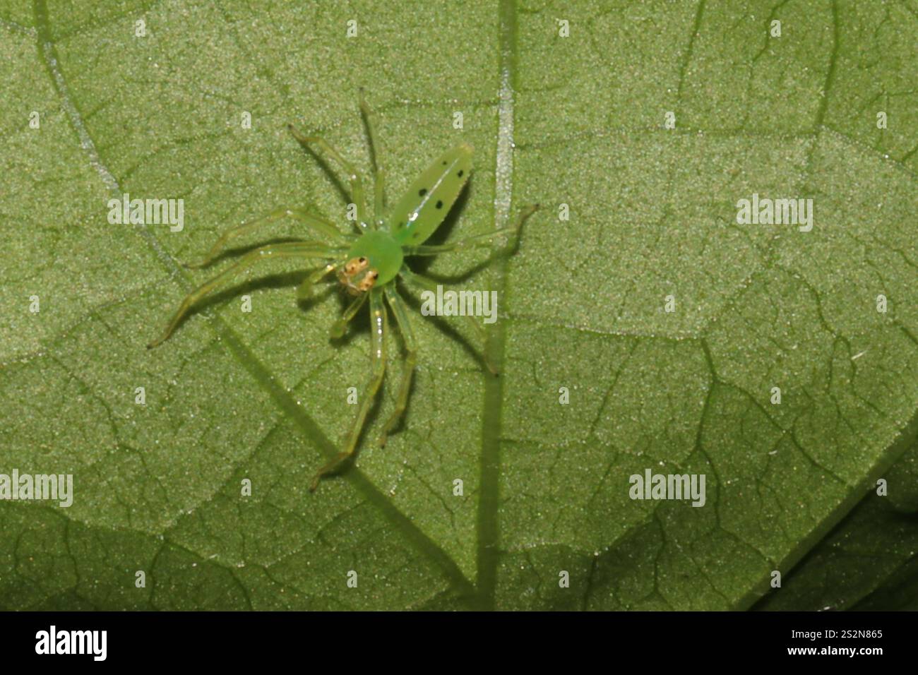 Translucent Green Jumping Spiders (Lyssomanes Stock Photo - Alamy