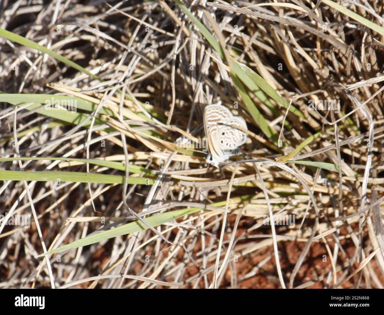 Bright Babul Blue (Azanus ubaldus Stock Photo - Alamy