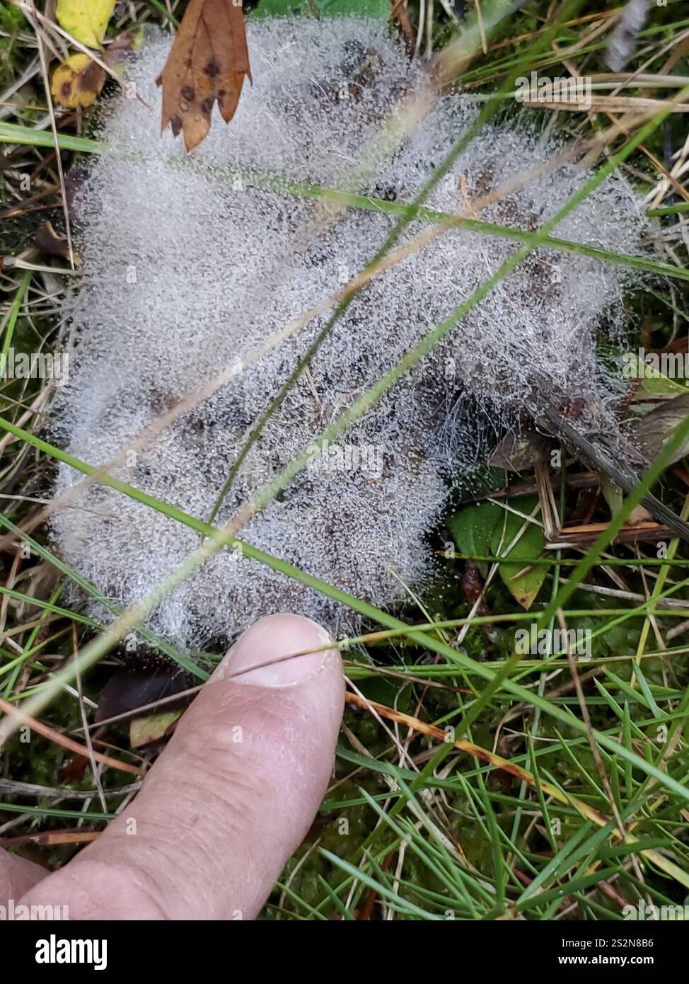 zygote fungi (Zygomycota Stock Photo - Alamy