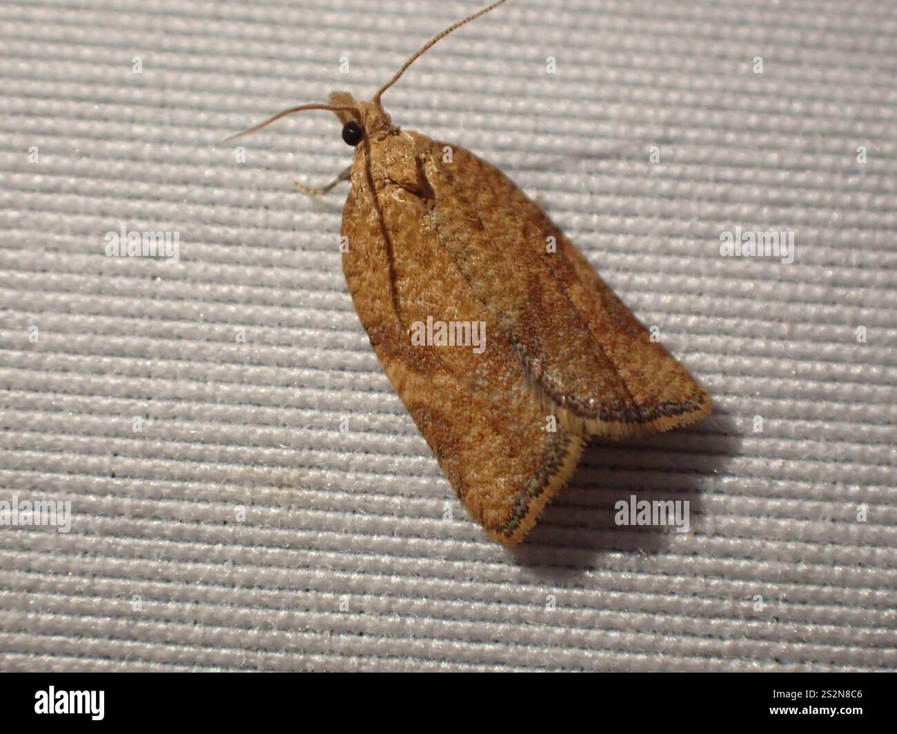 Orange Tortrix Moth (Argyrotaenia franciscana Stock Photo - Alamy
