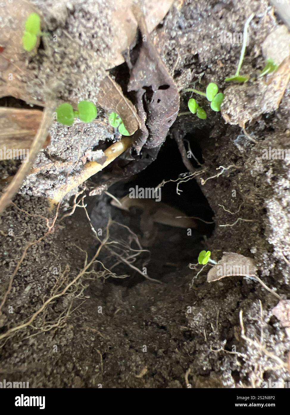 Woodland Vole (Microtus pinetorum Stock Photo - Alamy