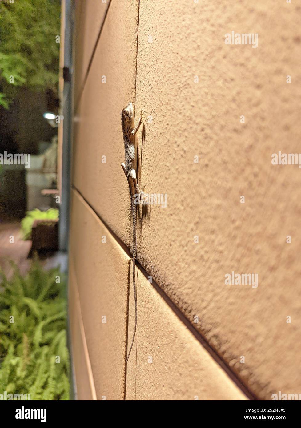 Taiwan Japalure (Diploderma swinhonis Stock Photo - Alamy