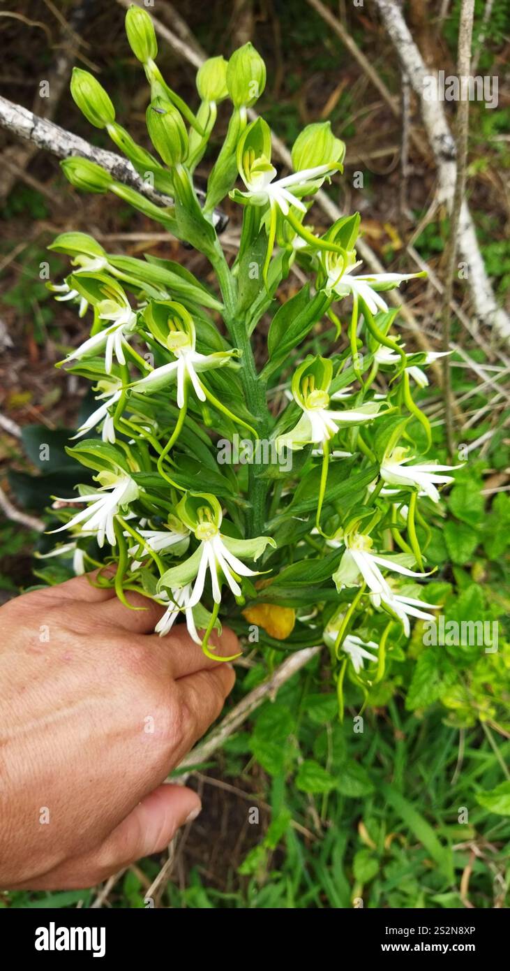 Bonatea speciosa hi-res stock photography and images - Alamy