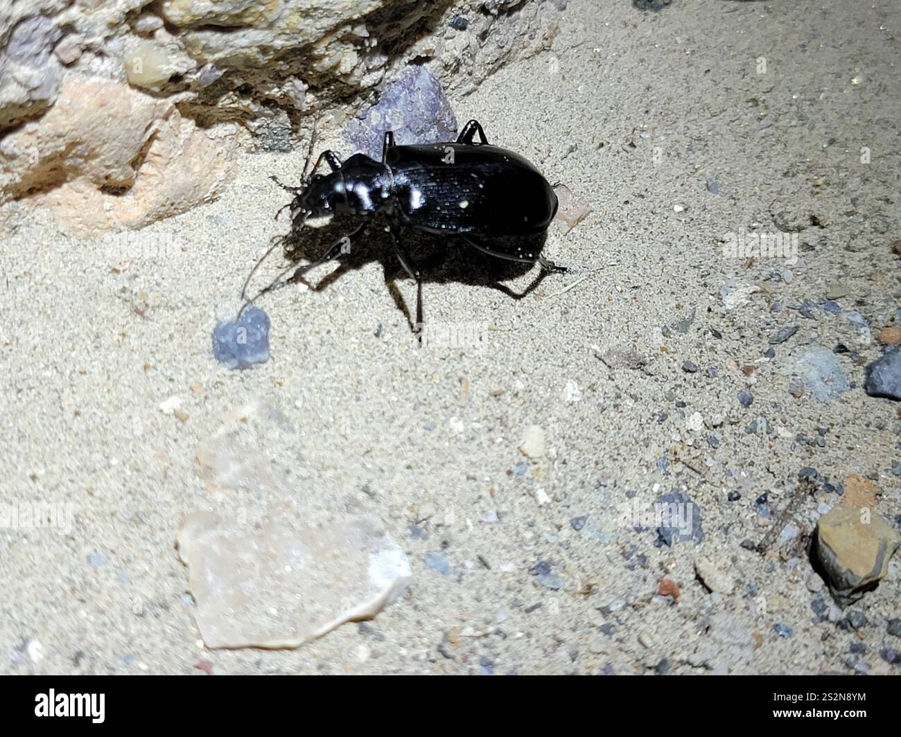 Caterpillar-hunter Beetles (Calosoma Stock Photo - Alamy