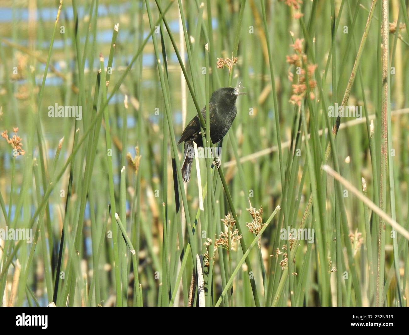 Yellow-winged Blackbird (Agelasticus thilius Stock Photo - Alamy
