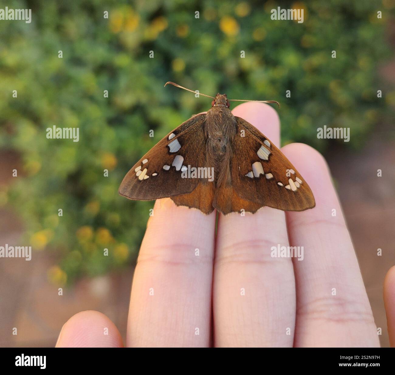 Common Scarlet-eye (Nascus phocus Stock Photo - Alamy