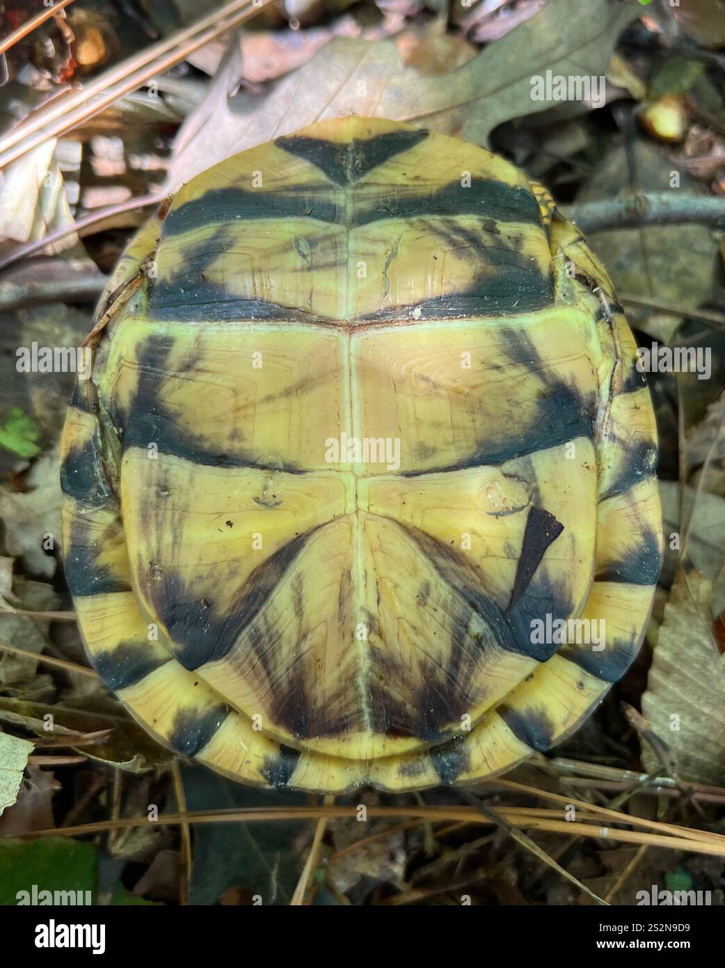 Eastern Box Turtle (Terrapene carolina carolina Stock Photo - Alamy