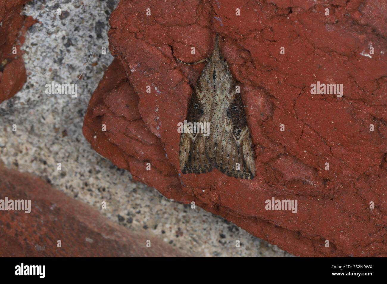 Hop Vine Snout (Hypena humuli Stock Photo - Alamy