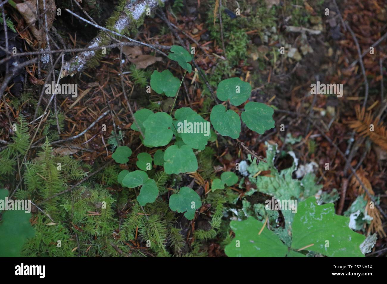 White Inside-out Flower (Vancouveria hexandra Stock Photo - Alamy