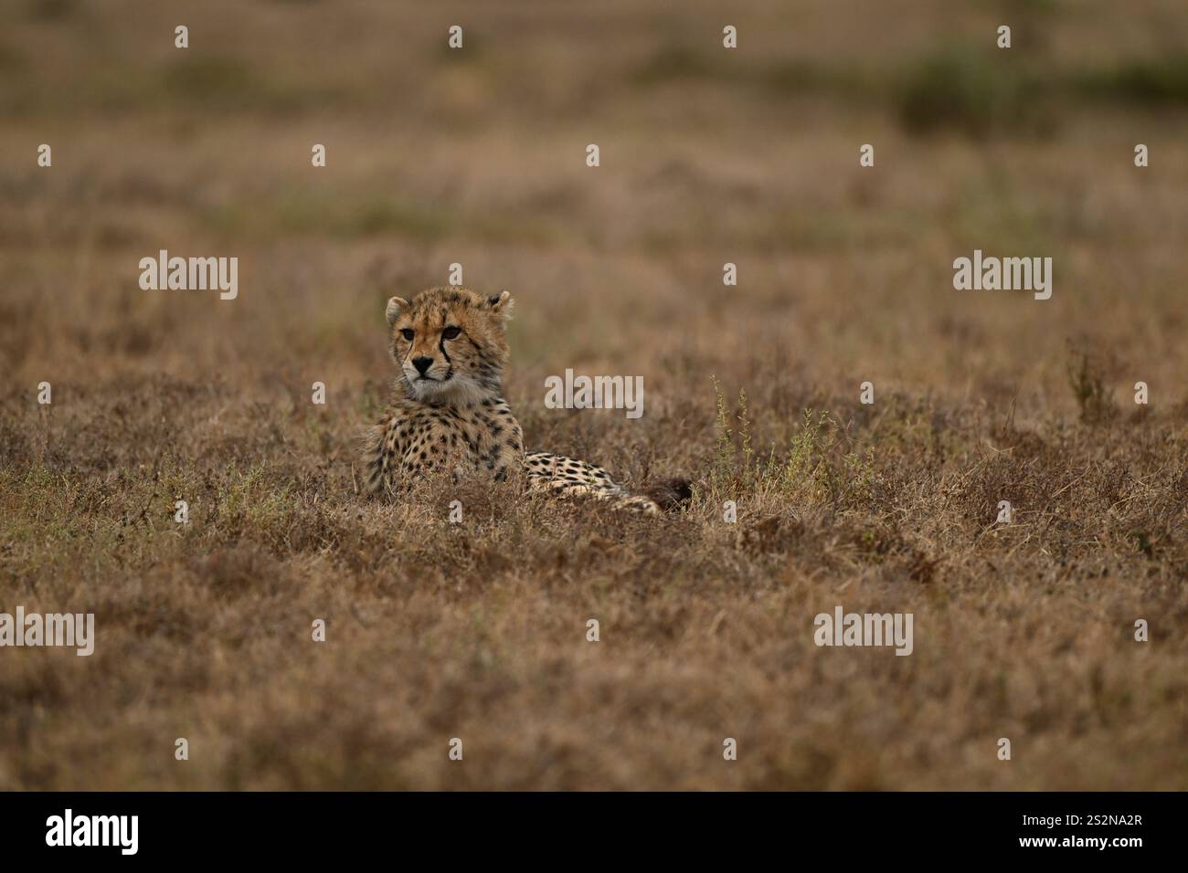 Cheetah and cubs in south africa safari habitat Stock Photo - Alamy