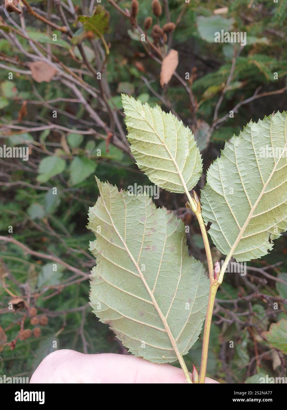 mountain alder (Alnus alnobetula crispa Stock Photo - Alamy