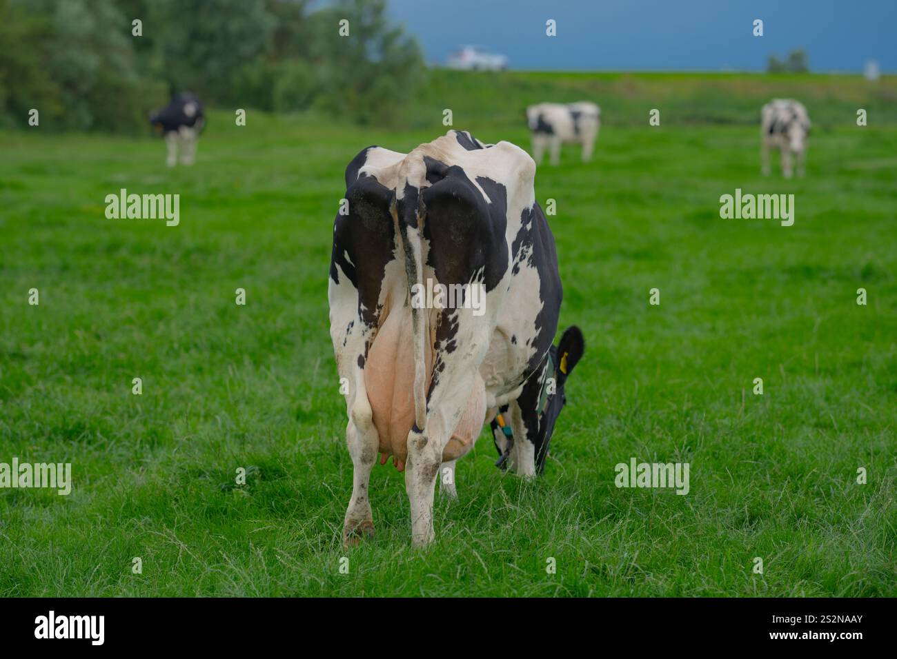 Cow on a summer pasture. Herd of cows grazing in Alps. Holstein cows on ...