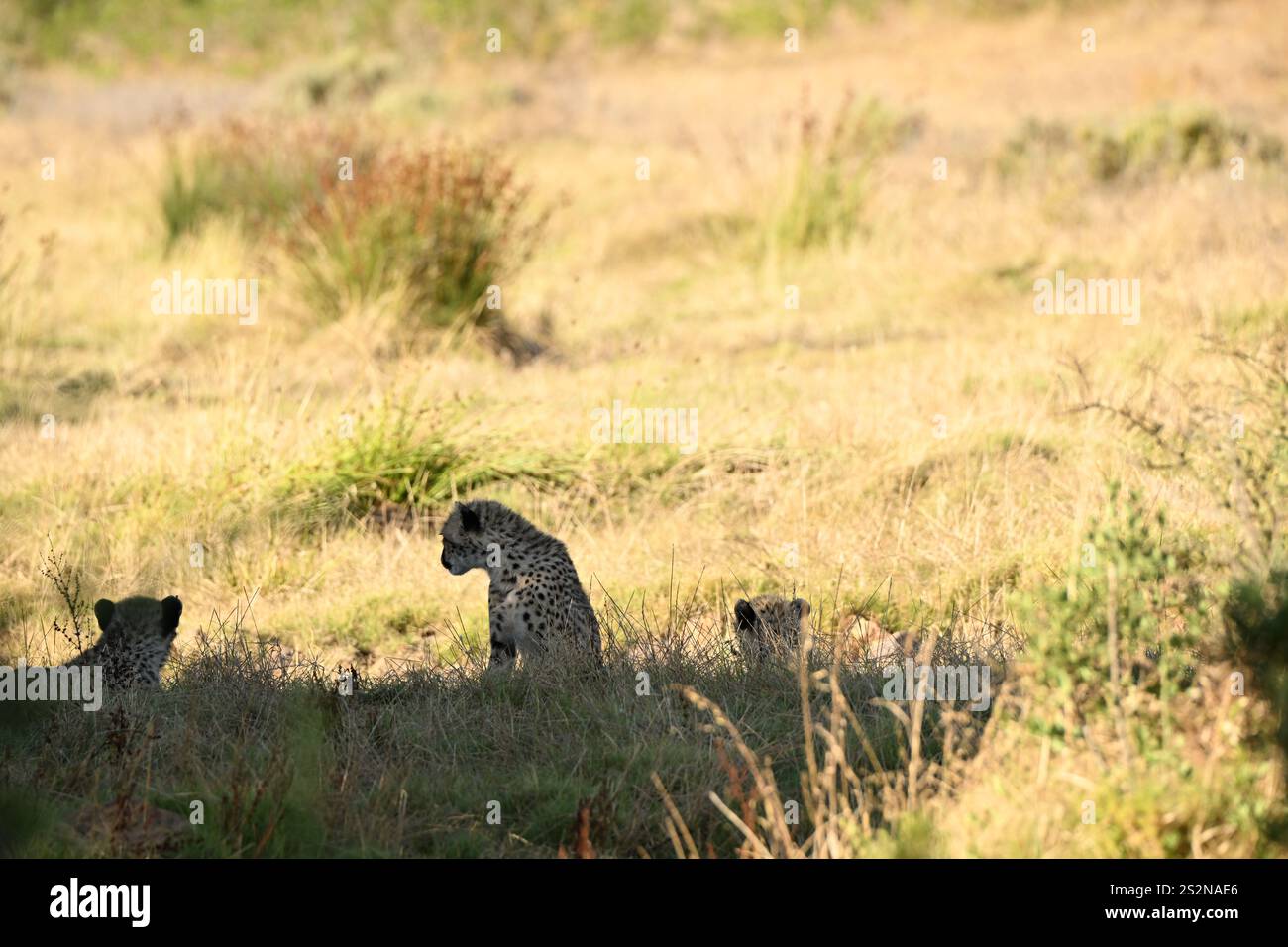 Cheetah family dynamics hi-res stock photography and images - Alamy