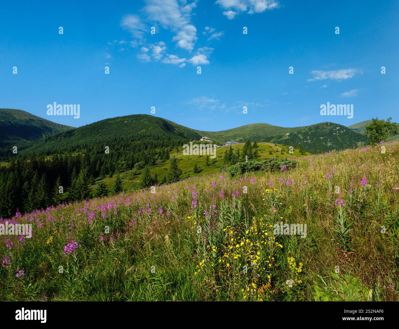 Pink blooming Sally and yellow hypericum flowers on summer mountain ...