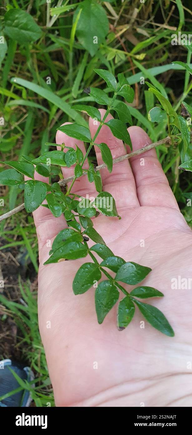 wonga vine (Pandorea pandorana Stock Photo - Alamy