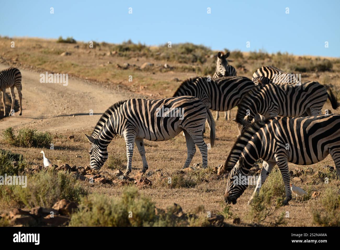 Zebra in wilderness africa hi-res stock photography and images - Alamy