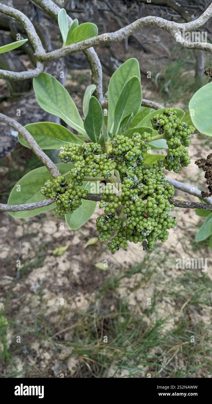 tree heliotrope (Heliotropium arboreum Stock Photo - Alamy