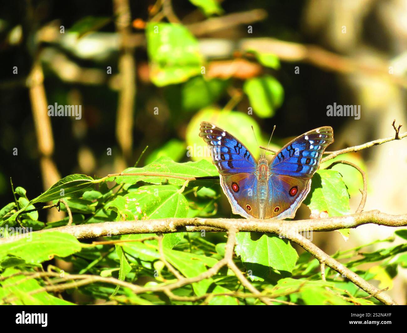 Royal Blue Pansy (Junonia rhadama Stock Photo - Alamy