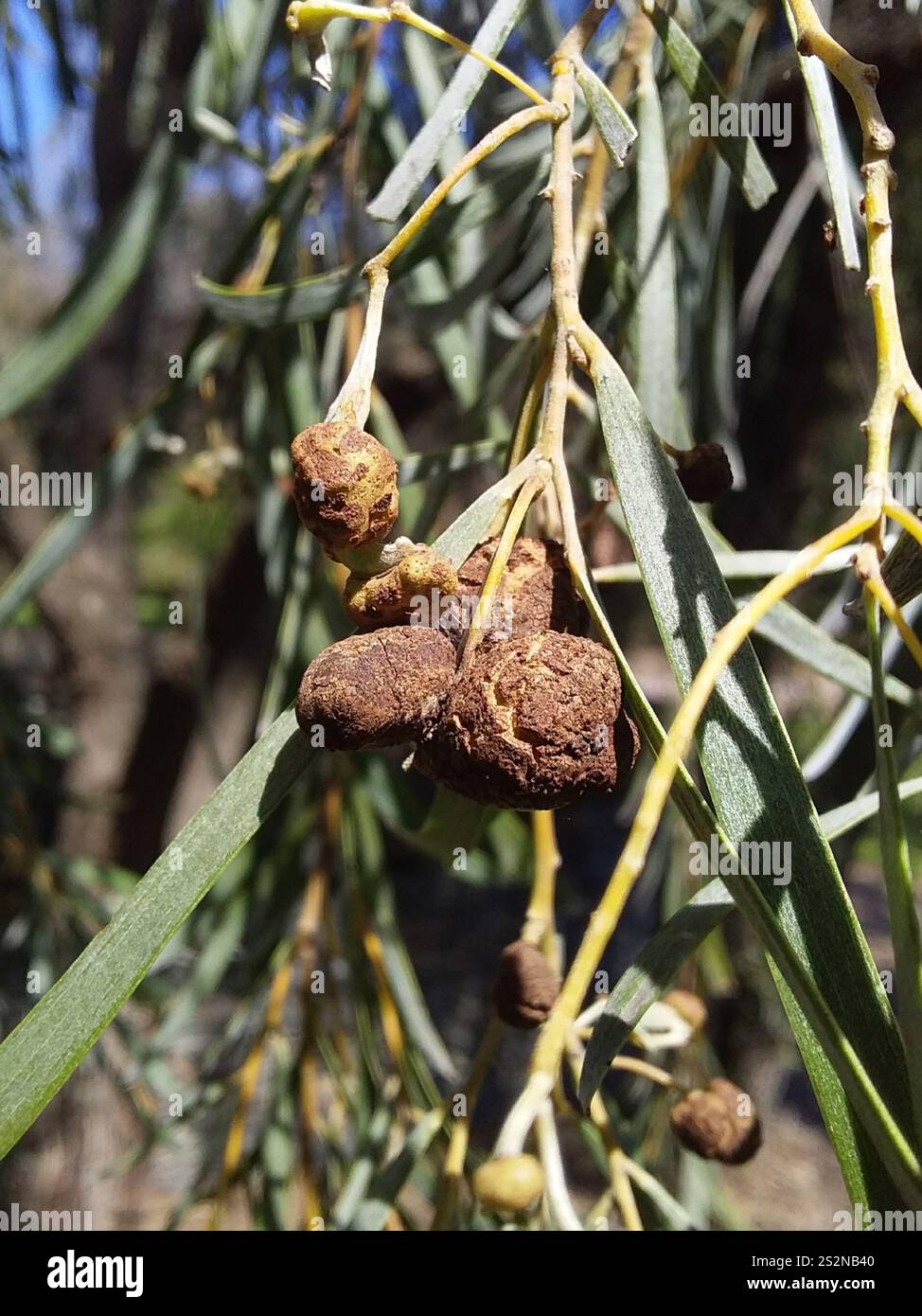 wattle gall rusts (Uromycladium Stock Photo - Alamy