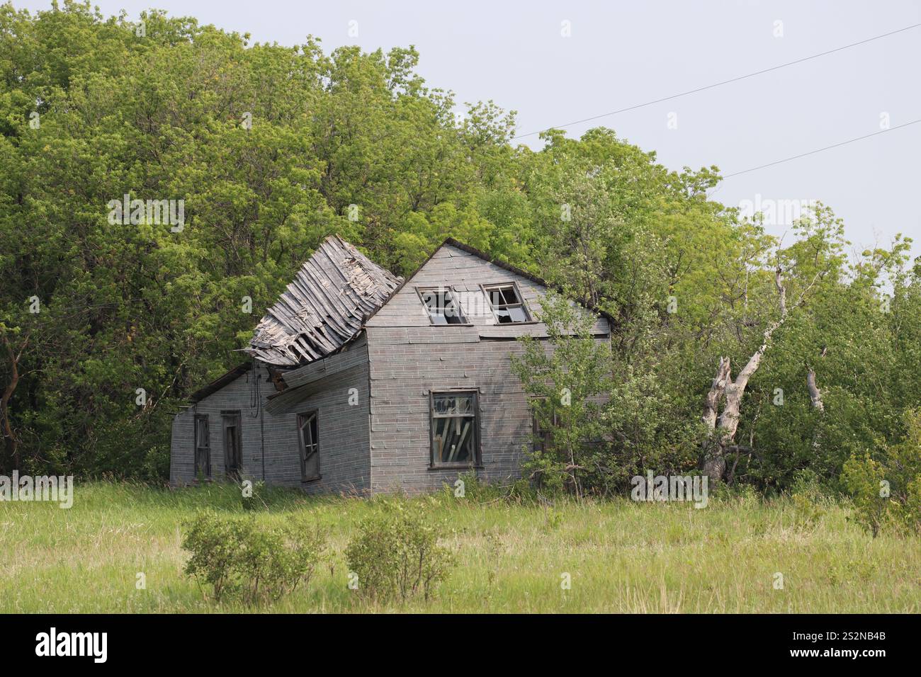 abandoned rustic rural farm house collapsing into itself as trees ...