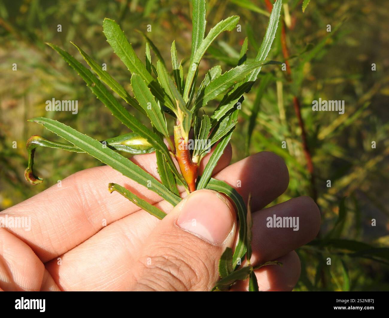 willow beaked-gall midge (Rabdophaga rigidae Stock Photo - Alamy
