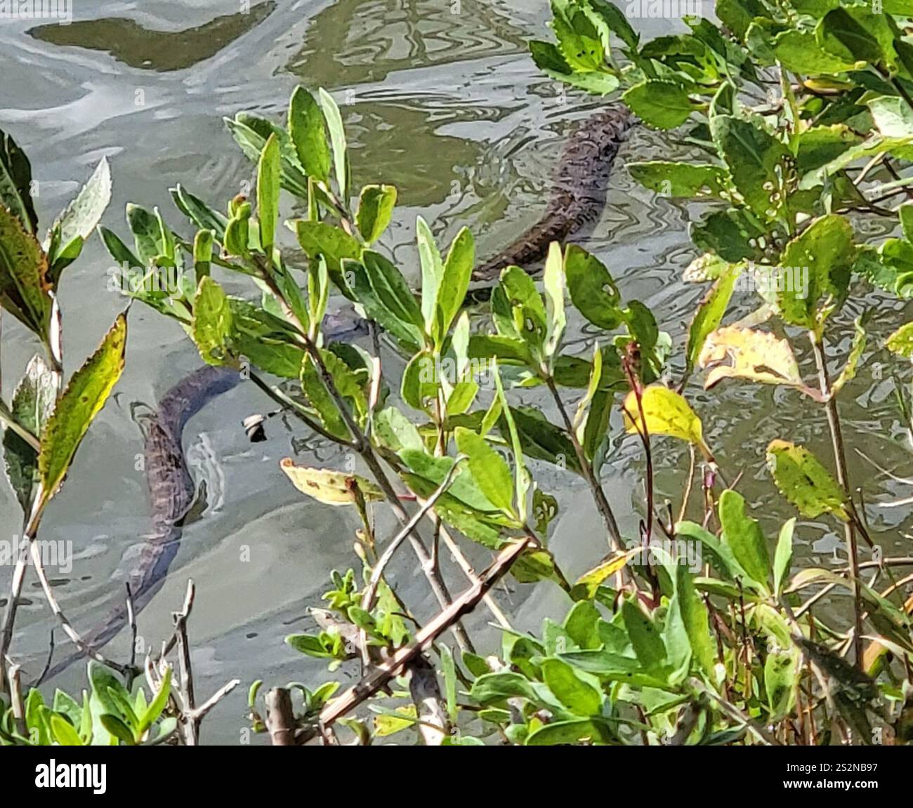 Common Watersnake (Nerodia sipedon Stock Photo - Alamy