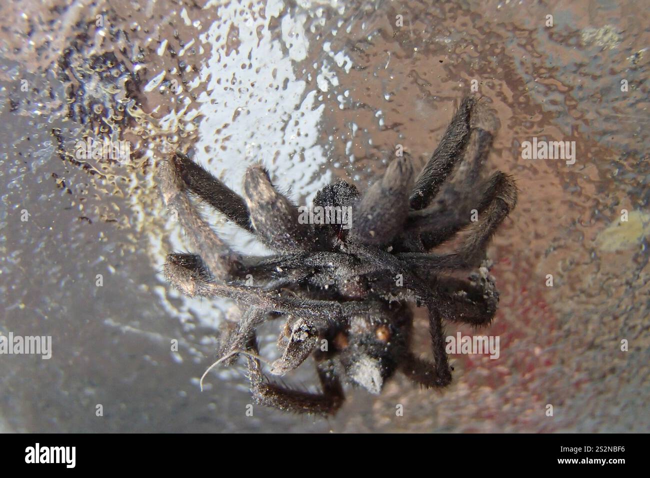 Brown Trapdoor Spiders (Arbanitis Stock Photo - Alamy