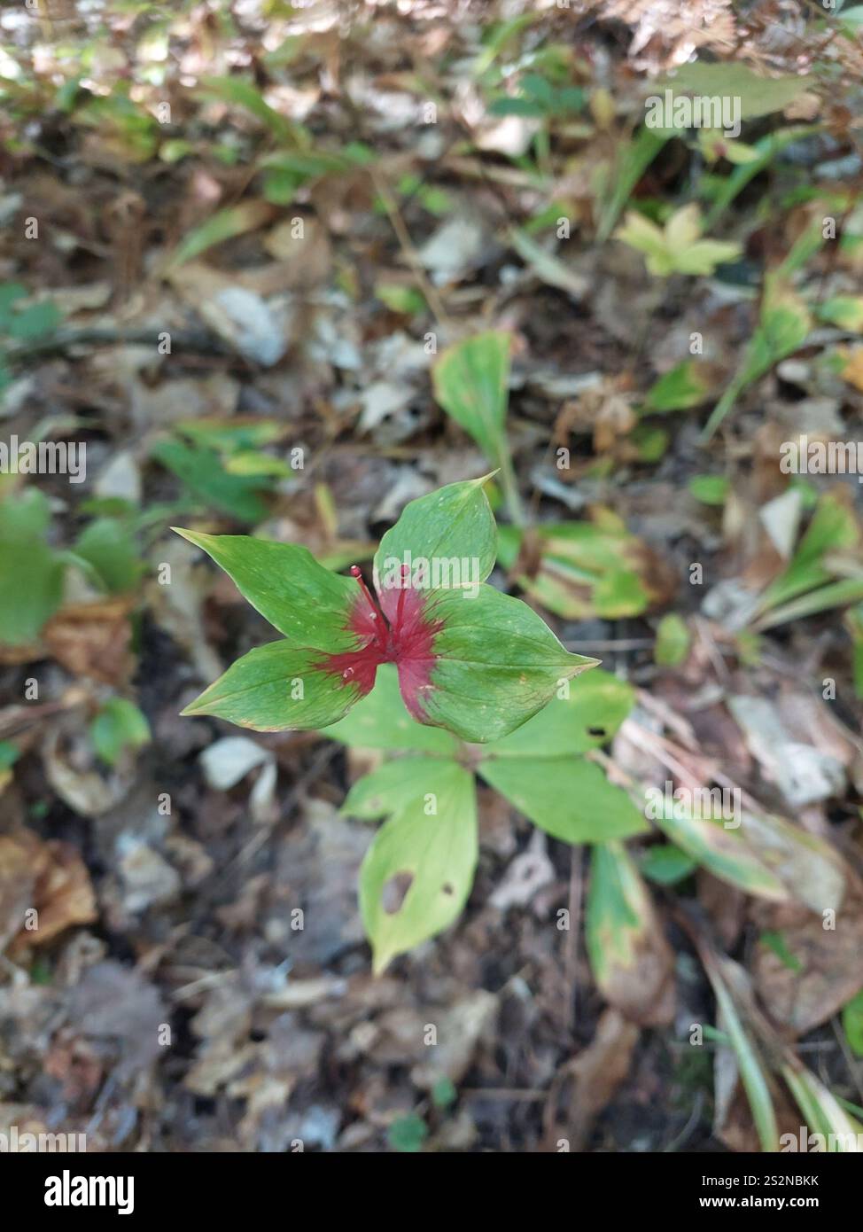 Cucumber Root (Medeola virginiana Stock Photo - Alamy